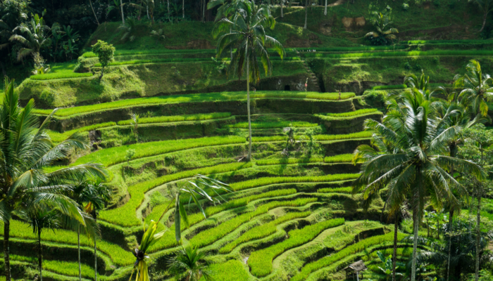 Tegalalang Rice Terrace: Keindahan Alam Terasering di Ubud - Nusantarawan